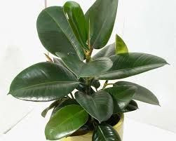 Ficus robusta 25cm - Big Jims Garden Centre