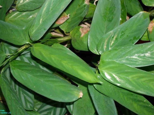 Ctenanthe compressa 3.5L - Big Jims Garden Centre