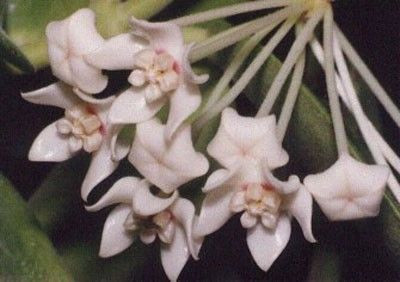 Hoya keysii 14cm - Big Jims Garden Centre