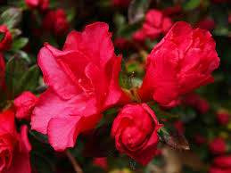 Azalea 'Red Wings' 1.3L - Big Jims Garden Centre