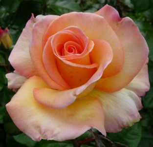 Rose 'Nelson Girls' 6L - Big Jims Garden Centre