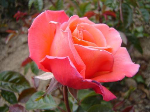 Rose 'Royal Dane' 6L - Big Jims Garden Centre