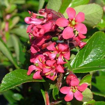 Escallonia 'Red Knight' 2L - Big Jims Garden Centre