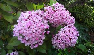 Luculia gratissima 'Rosea' 6L - Big Jims Garden Centre