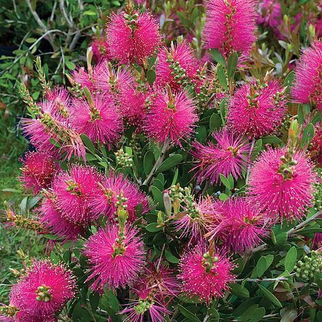 Callistemon 'Hot Pink' 3.5L (90701) 3.5L (90701) 3.5L - Big Jims Garden ...