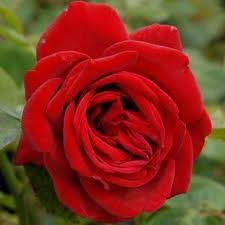 Rose 'Loving Memory' - Standar 6L - Big Jims Garden Centre