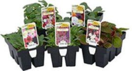 Big Jims Flower Punnets - Big Jims Garden Centre