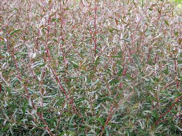 Leptospermum 'Copper Sheen' PB18 - Big Jims Garden Centre