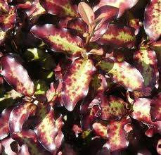 Pseudowintera 'Red Leopard' 1L - Big Jims Garden Centre
