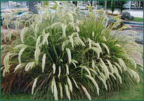 Chionochloa flavicans 1.5L - Big Jims Garden Centre