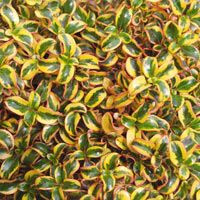 Coprosma 'Golden Star' 2.5L - Big Jims Garden Centre