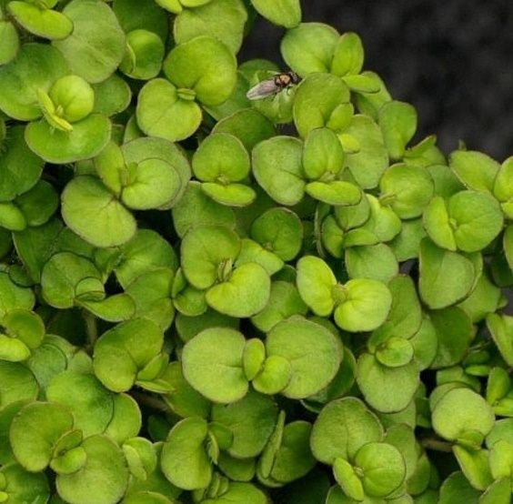 Mentha cunninghamii 1.5L - Big Jims Garden Centre