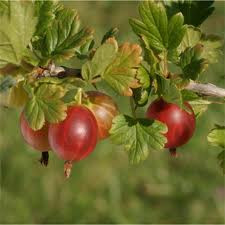 Gooseberry 'Pax' 3L - Big Jims Garden Centre