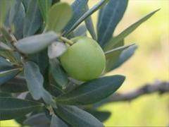 Olive 'El Greco' 6L - Big Jims Garden Centre