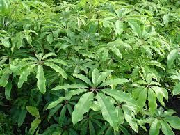 Schefflera digitata 1.5L - Big Jims Garden Centre