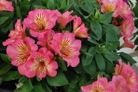 Alstroemeria i 'Sunshine' 2.5L - Big Jims Garden Centre