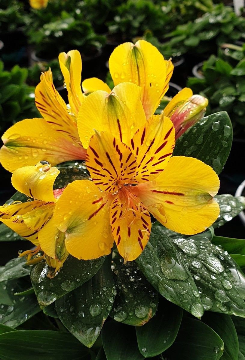 Alstroemeria 'Inca Gold Rush' 2.5L - Big Jims Garden Centre