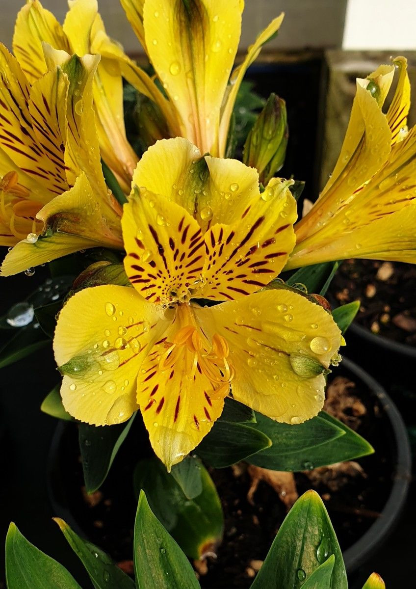Alstroemeria 'Inca Rio' 2.5L - Big Jims Garden Centre