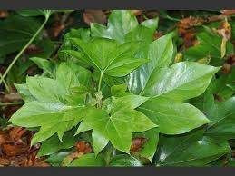 Fatshedera lizei 20cm - Big Jims Garden Centre