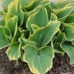 Hosta 'Sagae' 2L - Big Jims Garden Centre