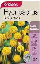 Yts Pycnosorus Billy Buttons - - Big Jims Garden Centre