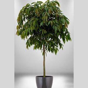 Ficus 'Amstel King' 12L - Big Jims Garden Centre