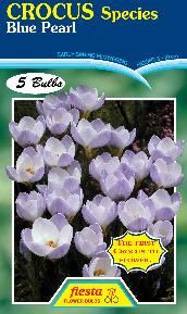 Crocus 'Blue Pearl' 5 - Big Jims Garden Centre