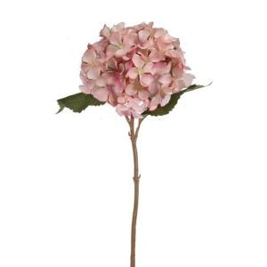 Hydrangea Vintage - Dusty Pink - Big Jims Garden Centre