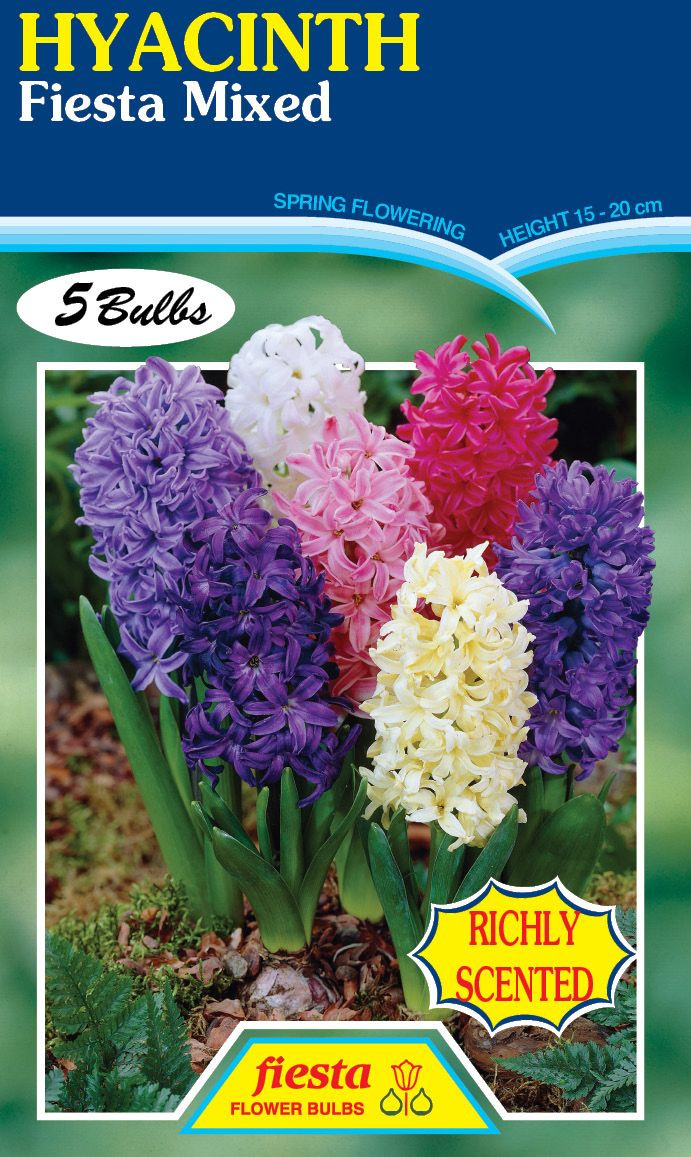 Hyacinth 'Super Mixed' 5 - Big Jims Garden Centre