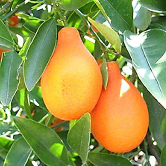 Citrus 'Mandarinquat' 4.7L - Big Jims Garden Centre