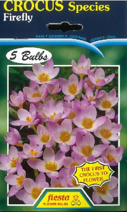 Crocus 'Firefly' 5 - Big Jims Garden Centre