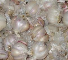 Garlic Bulbs - Printanor 3 - Big Jims Garden Centre