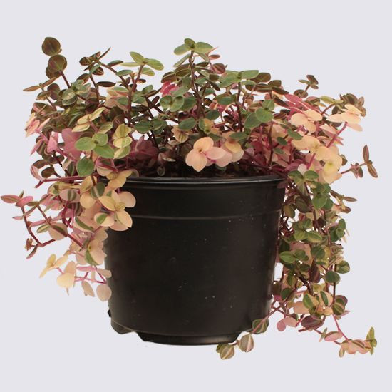 Callisia repens 'Variegata' 14cm - Big Jims Garden Centre