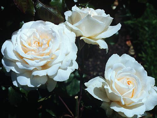 Rose 'Auckland Metro' - Standa 6L - Big Jims Garden Centre