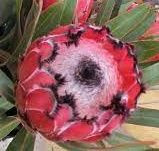 Protea 'Fiery Sunset' 3.5L - Big Jims Garden Centre