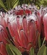 Protea neriifolia 'Silver Tips 3.5L - Big Jims Garden Centre