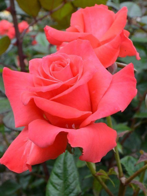Rose 'Tabasco' - Standard 6L - Big Jims Garden Centre