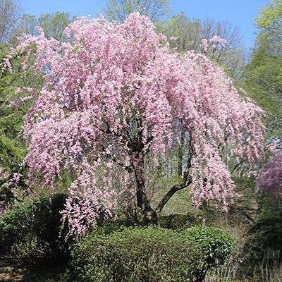 Prunus 'Pendula Rosea' - 1m PB18 - Big Jims Garden Centre