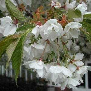 Prunus serrulata 'Shirotae' - PB18 - Big Jims Garden Centre