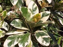 Pisonia umbellifera 'Variegata 3.3L (86031) 6L (97918) 6L - Big Jims ...
