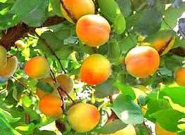 Apricot 'Aprigold' PB18 - Big Jims Garden Centre