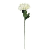 Chrysanthemum - Cream Stem 56c - Big Jims Garden Centre