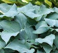 Hosta 'Powder Blue' 2L - Big Jims Garden Centre
