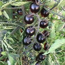 Tomato 'Midnight Blush' 17cm - Big Jims Garden Centre
