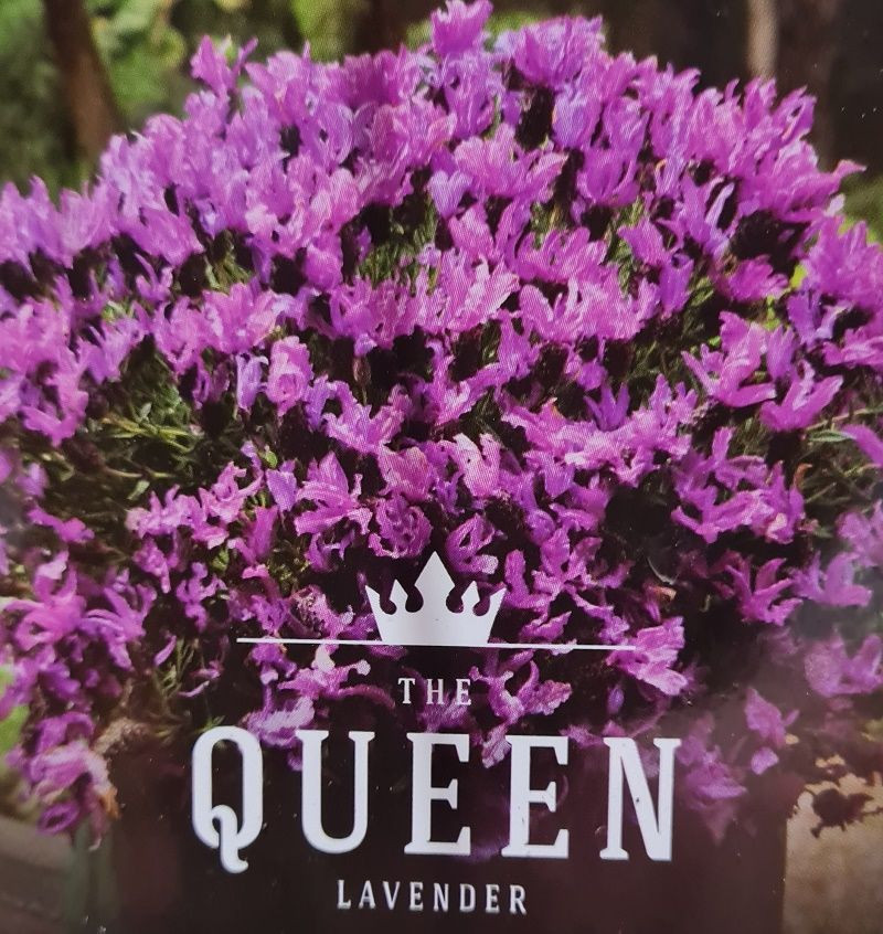 Lavender 'The Queen' 9cm - Big Jims Garden Centre