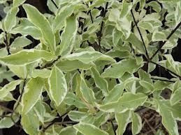Pittosporum eugenioides 35L - Big Jims Garden Centre