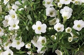 Arenaria montana 'Avalanche' GOL - Big Jims Garden Centre