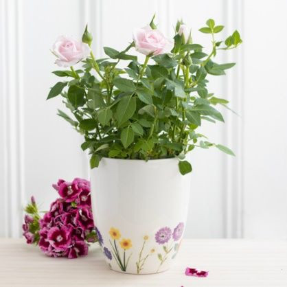 Planter - Wildflower Pot - Big Jims Garden Centre