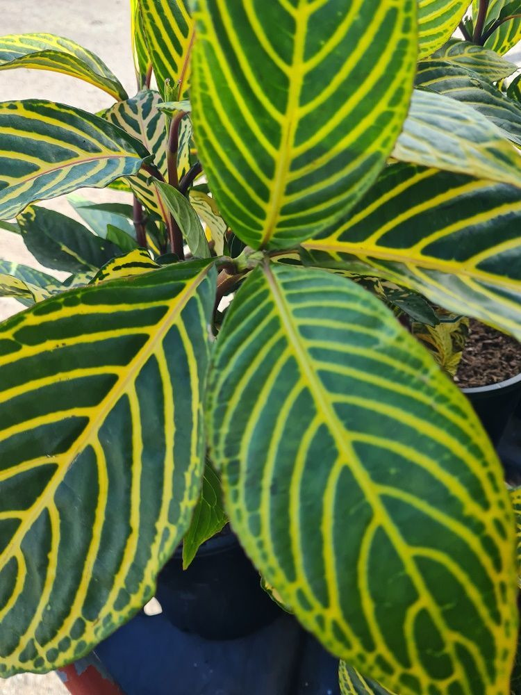 Sanchezia species 12cm - Big Jims Garden Centre
