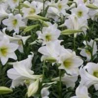 Lilium longiflorum 'Snow Queen 2.5L - Big Jims Garden Centre